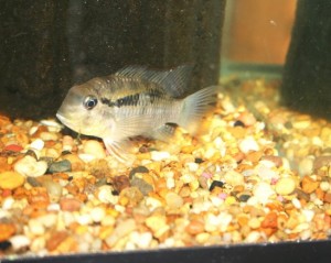 Breeding The Banded Acara (Bujurquina Vittata) | BROOKLYN AQUARIUM SOCIETY