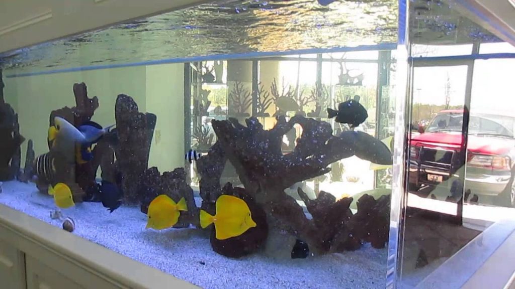 Saltwater Fish | BROOKLYN AQUARIUM SOCIETY